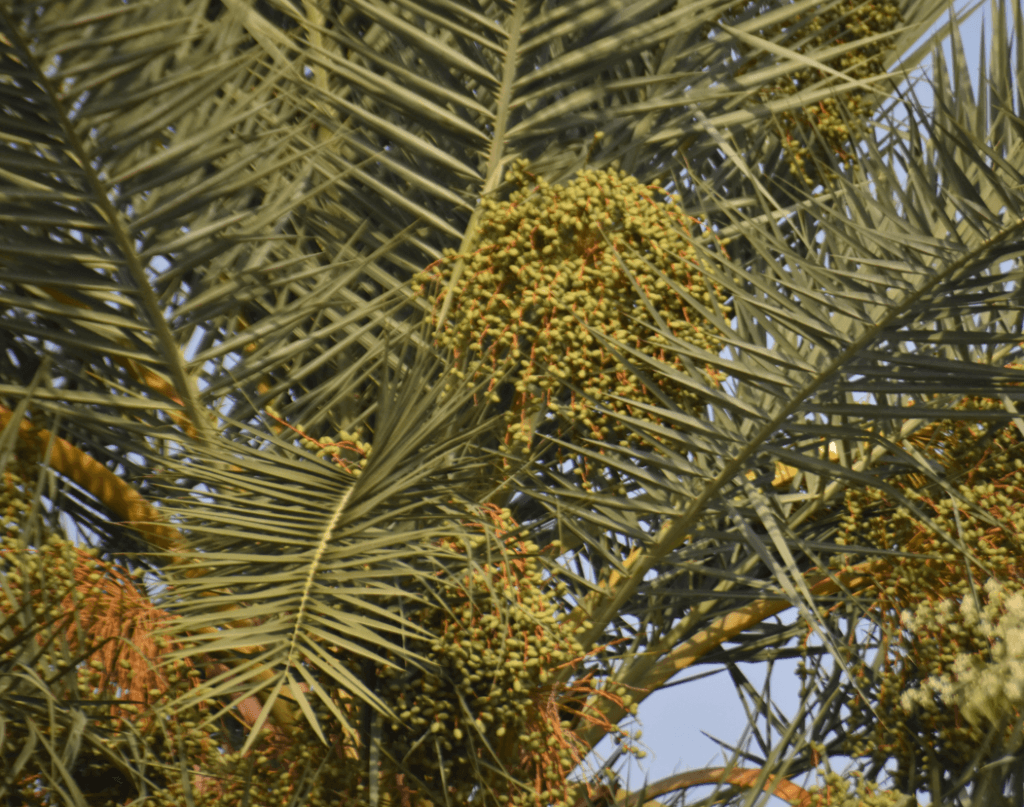 Phoenix dactylifera L. (Arecaceae) by Plants of Rajasthan Plants of ...