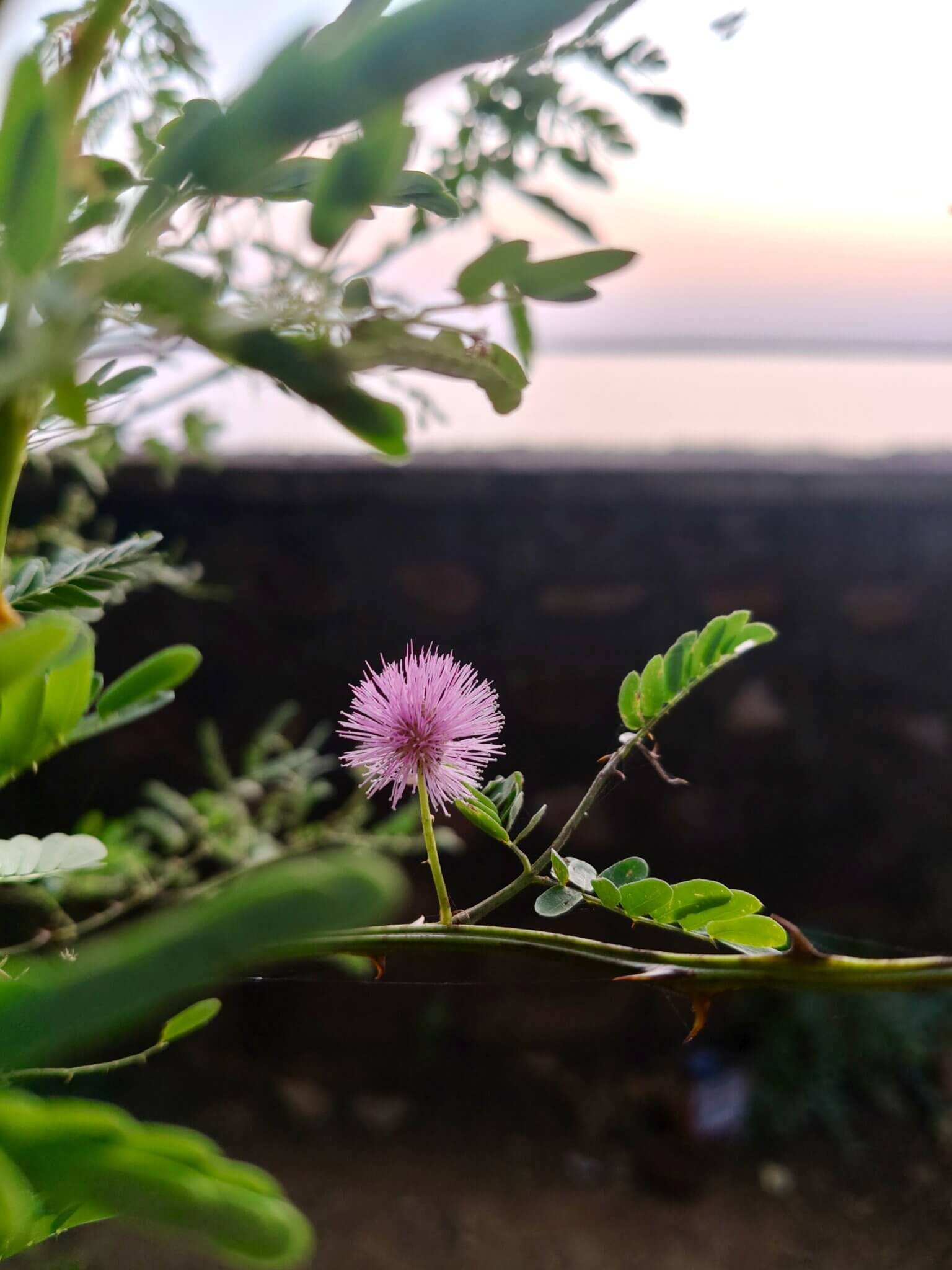 Plants of Rajasthan